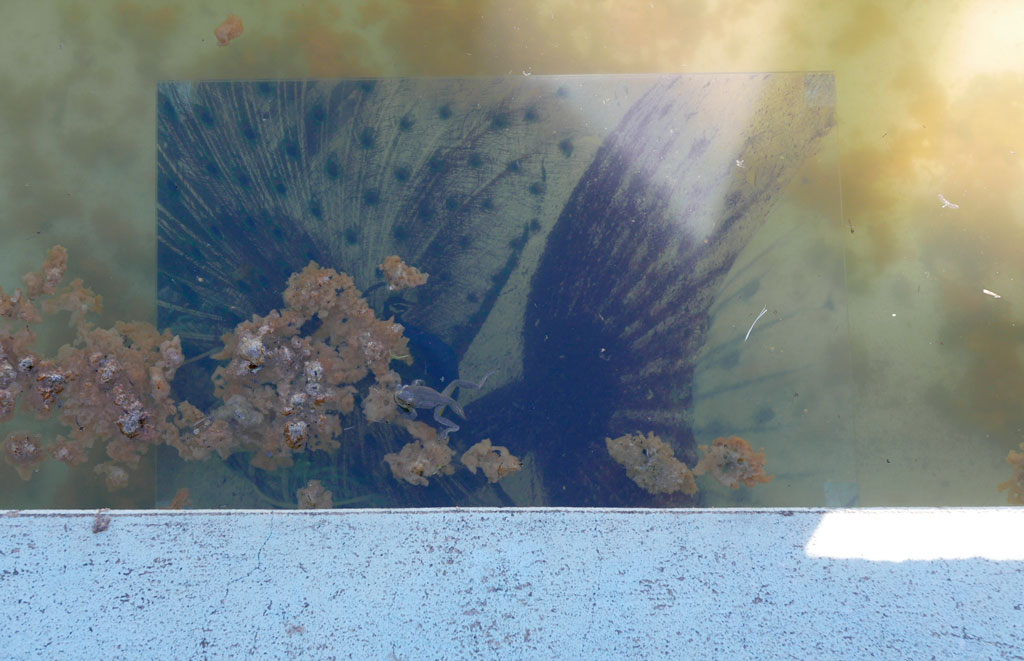 Rudi Williams — A Thousand Times the Rolling Sun